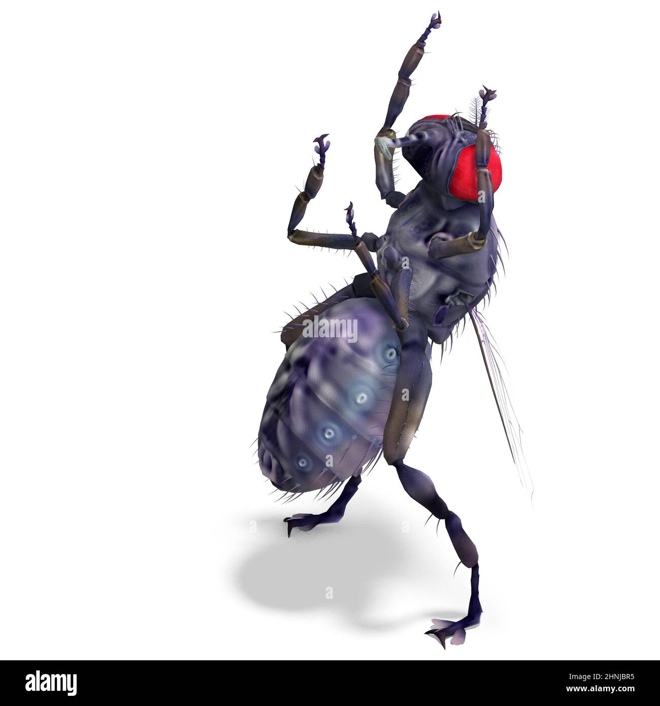 3d-illustration of an isolated terrible blue huge fly Stock Photo - Alamy