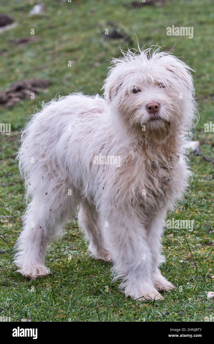 Marche italy dog hi-res stock photography and images - Alamy
