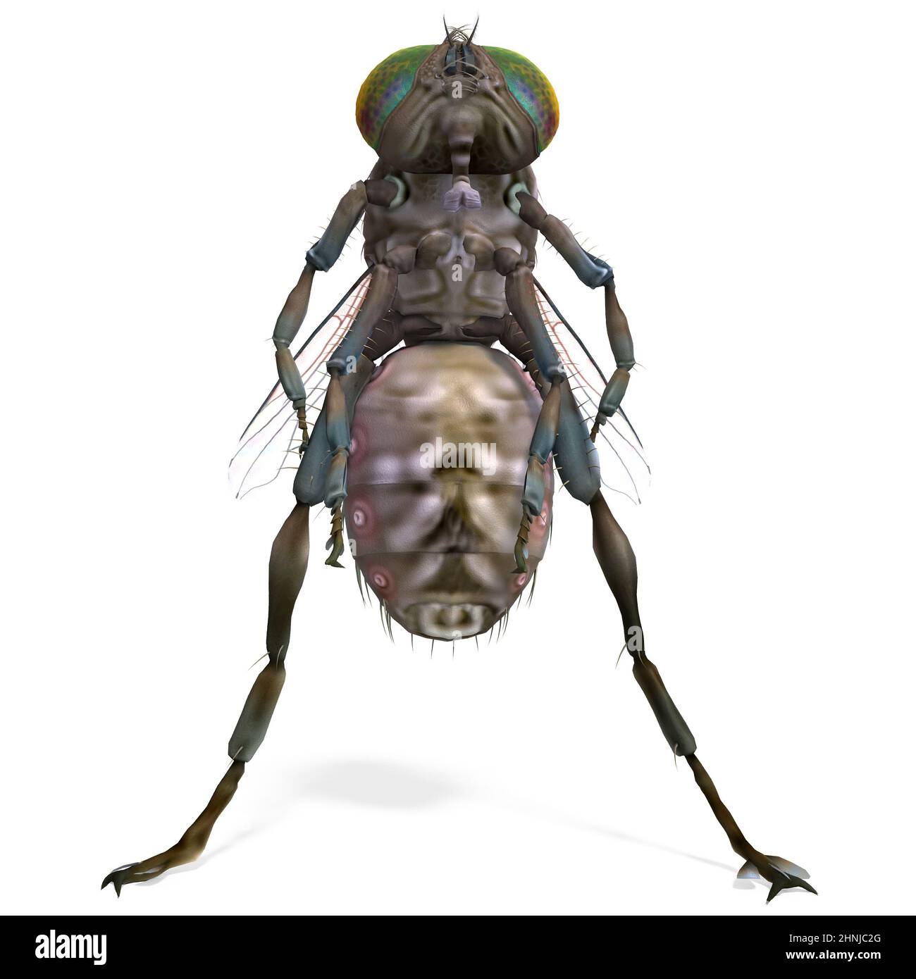 3d-illustration of an isolated huge fly Stock Photo - Alamy