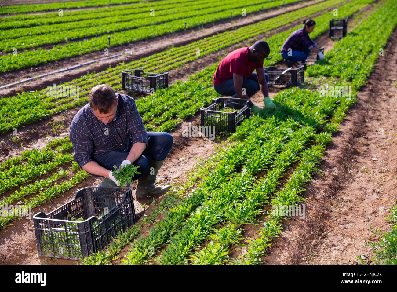 Farm workers cutting leaves of arugula on farm field Stock Photo - Alamy