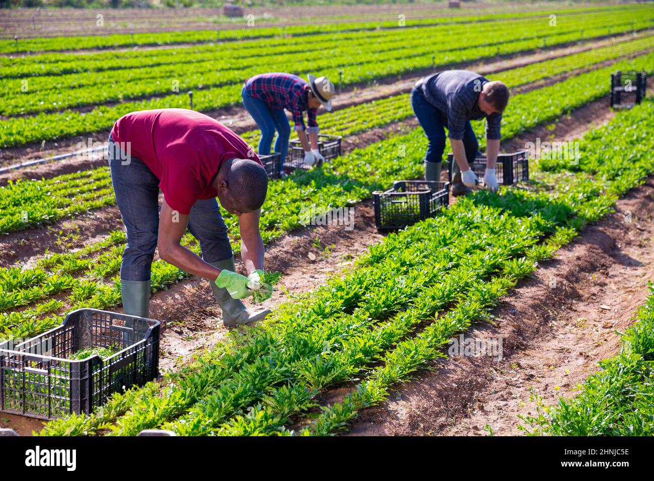 Woman growing rocket leaves hi-res stock photography and images - Alamy