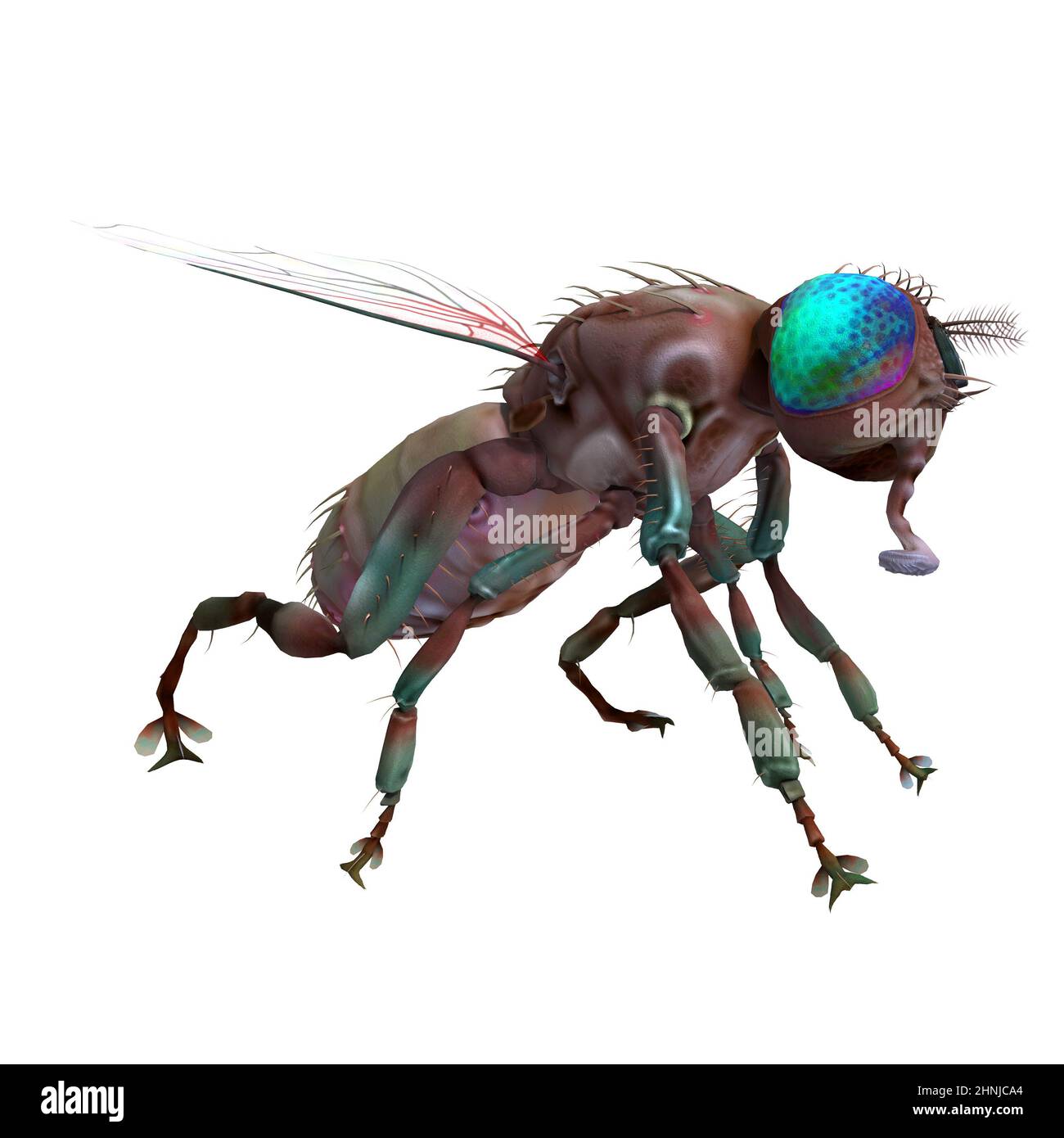 3d-illustration of an isolated huge fly Stock Photo - Alamy