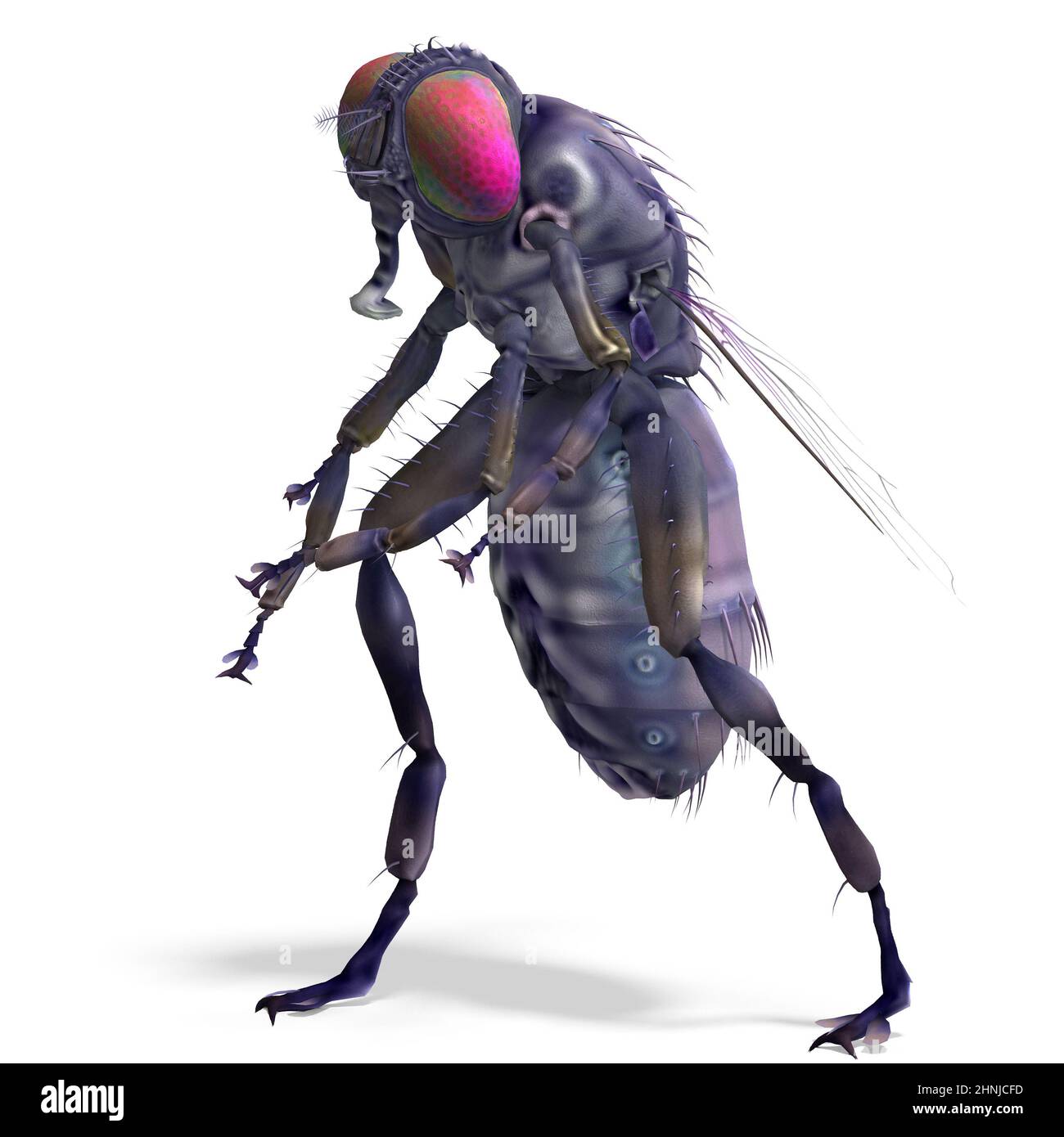 3d-illustration of an isolated terrible blue huge fly Stock Photo - Alamy