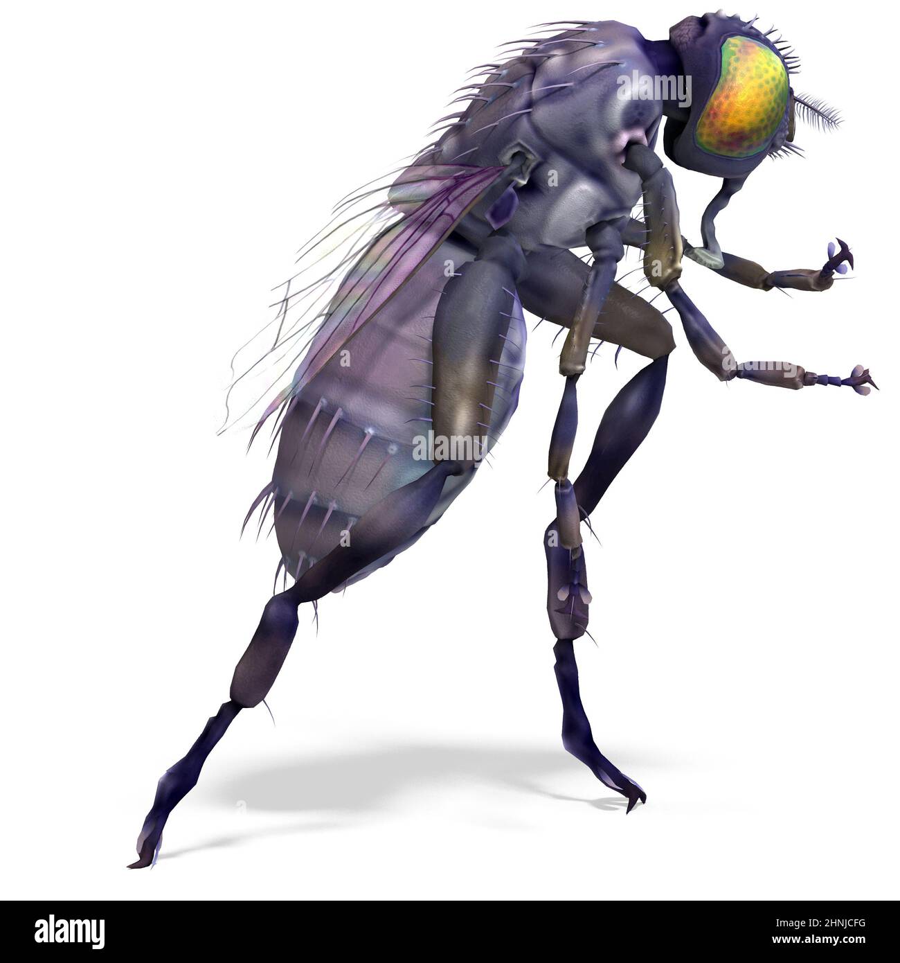 3d-illustration of an isolated terrible blue huge fly Stock Photo - Alamy