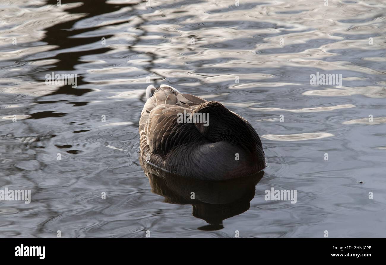 Cannop ponds bird hi-res stock photography and images - Alamy