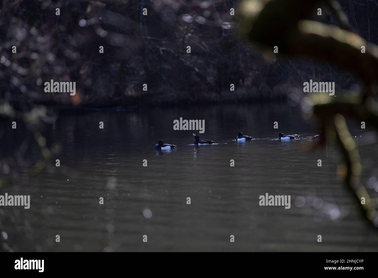 Cannop ponds bird hi-res stock photography and images - Alamy