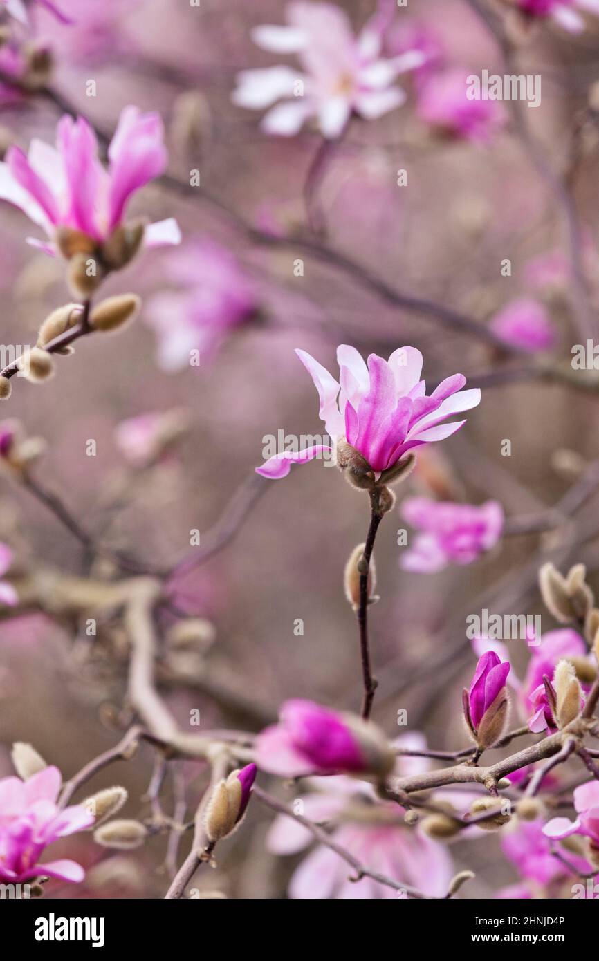 Magnolia flower open in hi-res stock photography and images - Alamy
