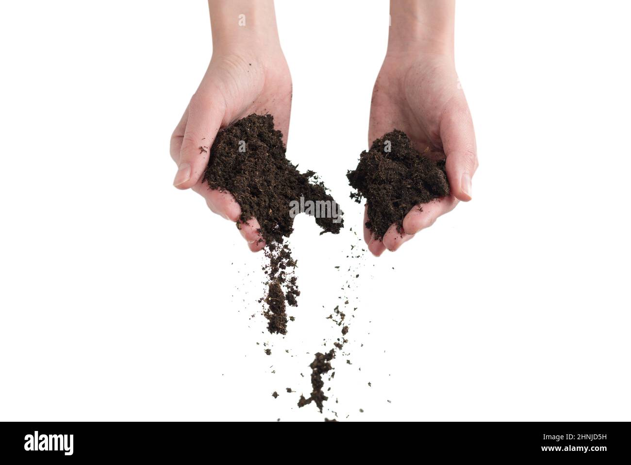 Brown soil in woman hands isolated on white background. The soil falls ...