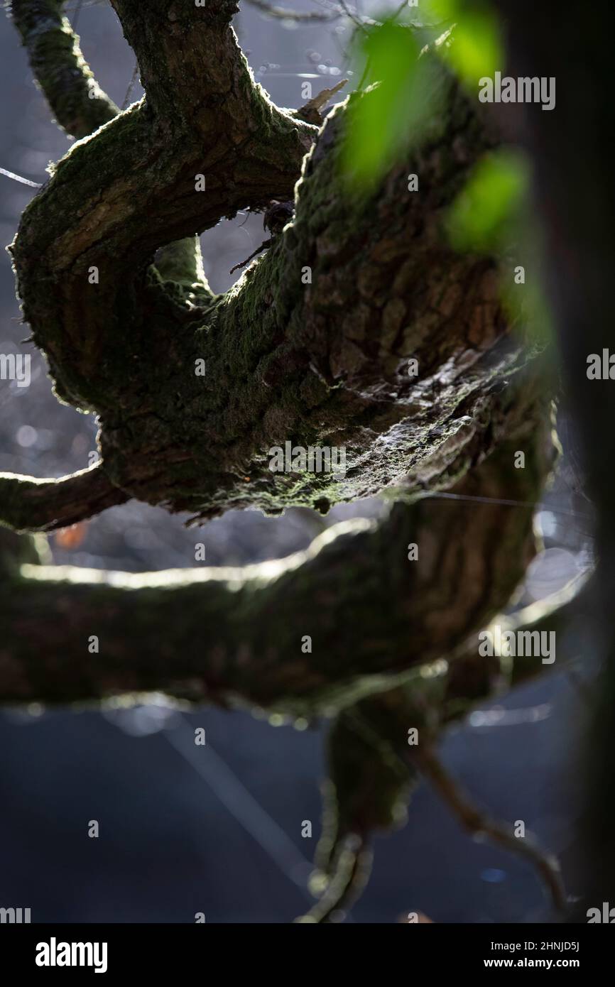 Pond reflections on an old Oak tree. Cannop Ponds, Forest of Dean ...