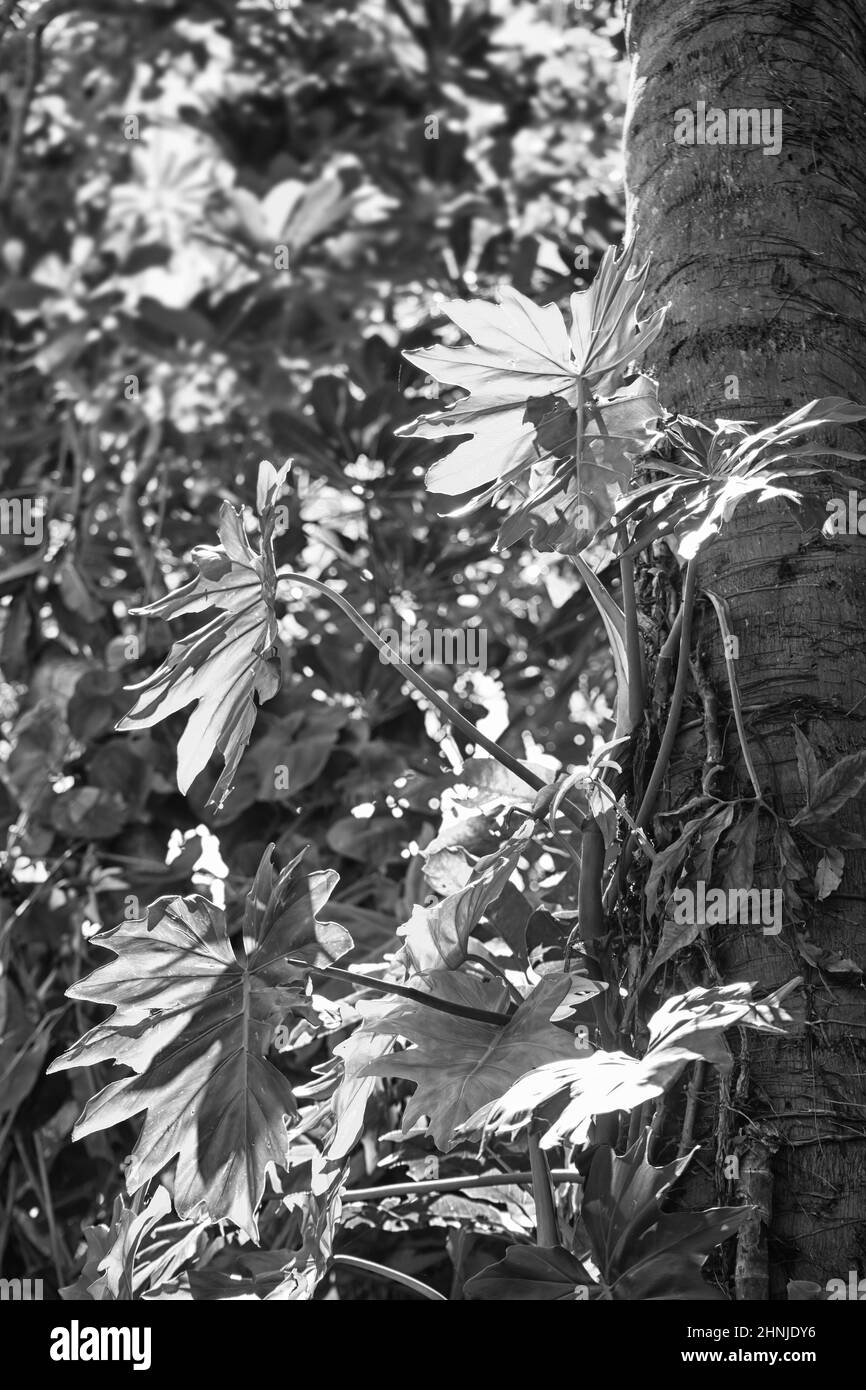 Rainforest colour Black and White Stock Photos & Images - Alamy