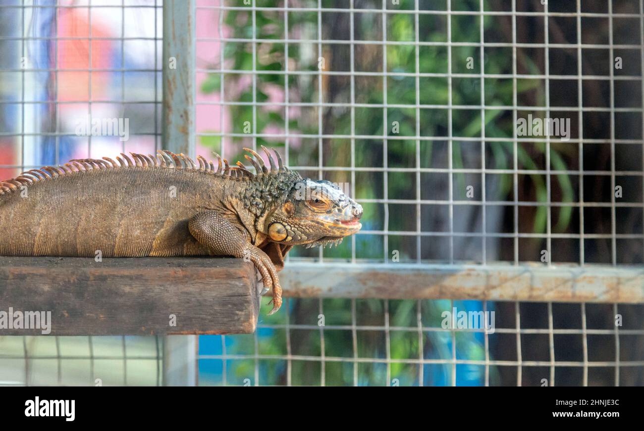 Exotic Animals As Pets In Cages