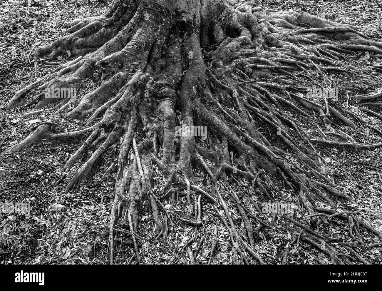 Long roots stretch out from an old tree Stock Photo - Alamy