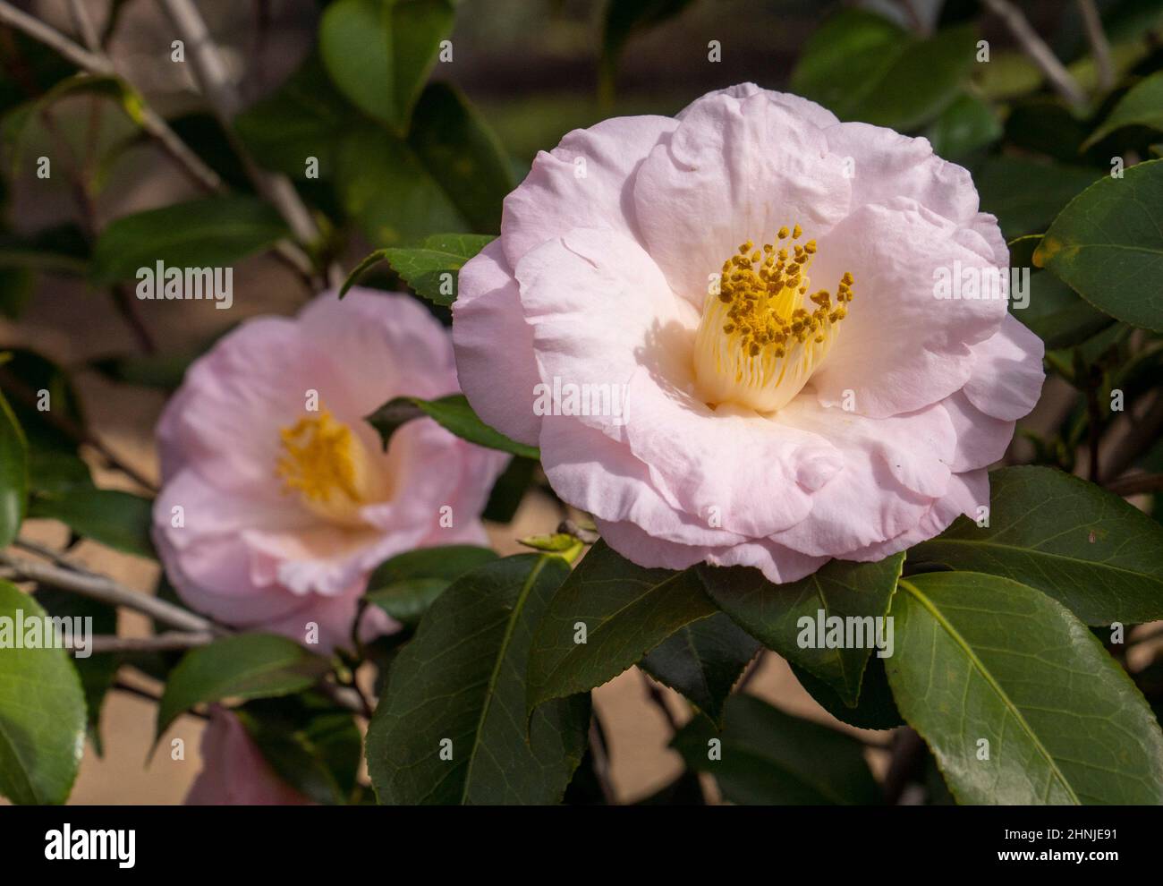 Hothouse flowers hi-res stock photography and images - Alamy