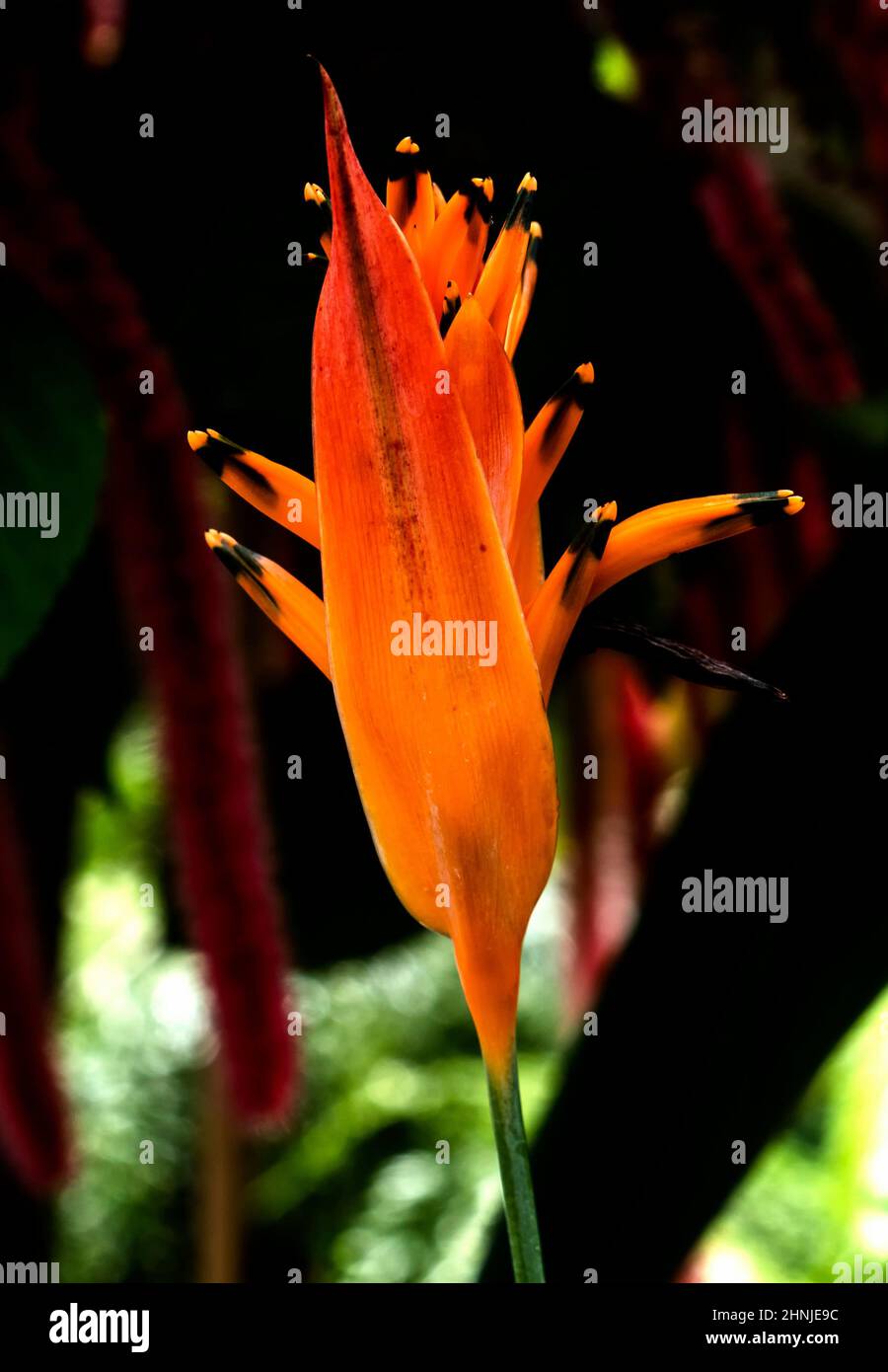 Bright and colorful selection of tropical plants Stock Photo - Alamy