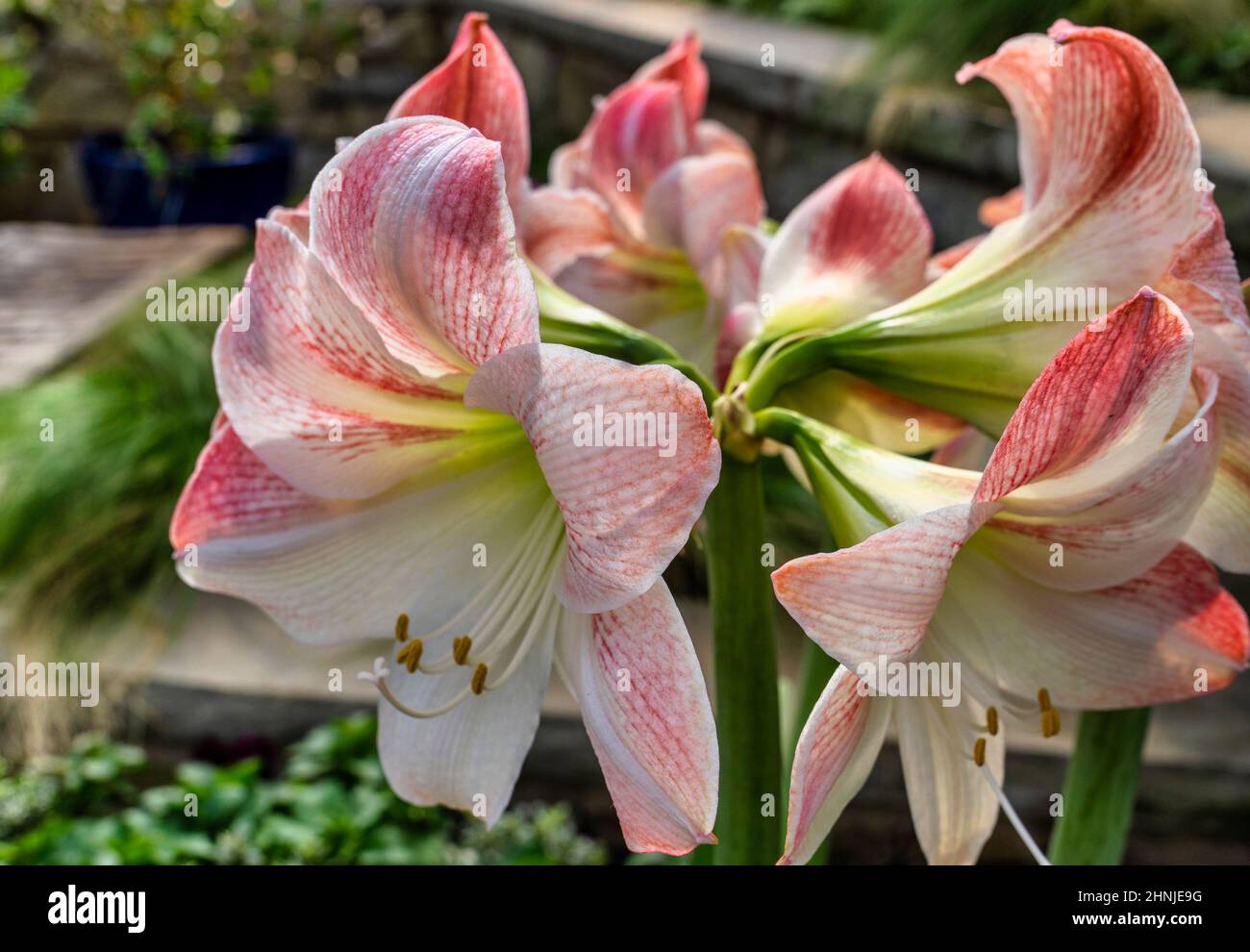 Bright and colorful selection of tropical plants Stock Photo - Alamy