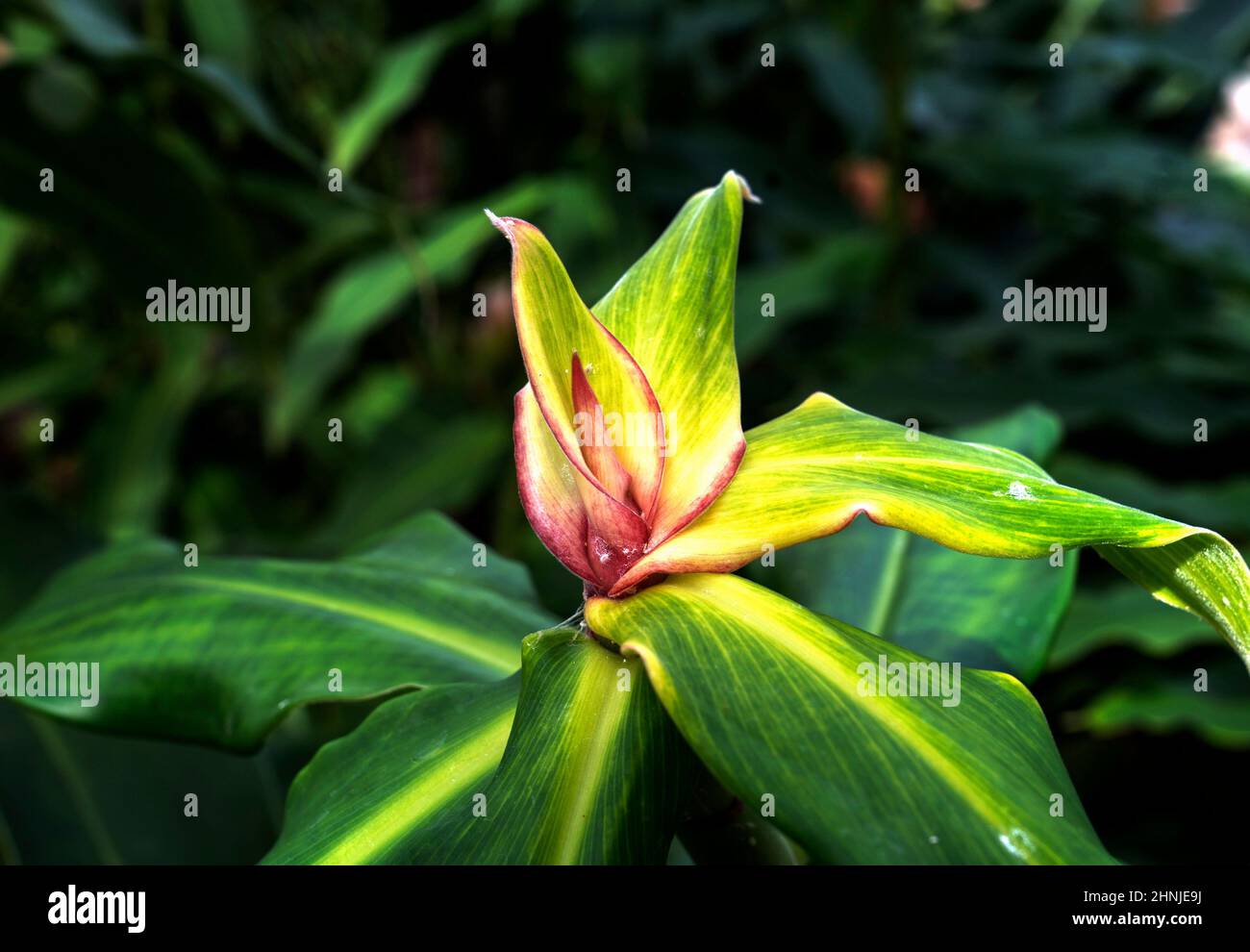 Bright and colorful selection of tropical plants Stock Photo - Alamy