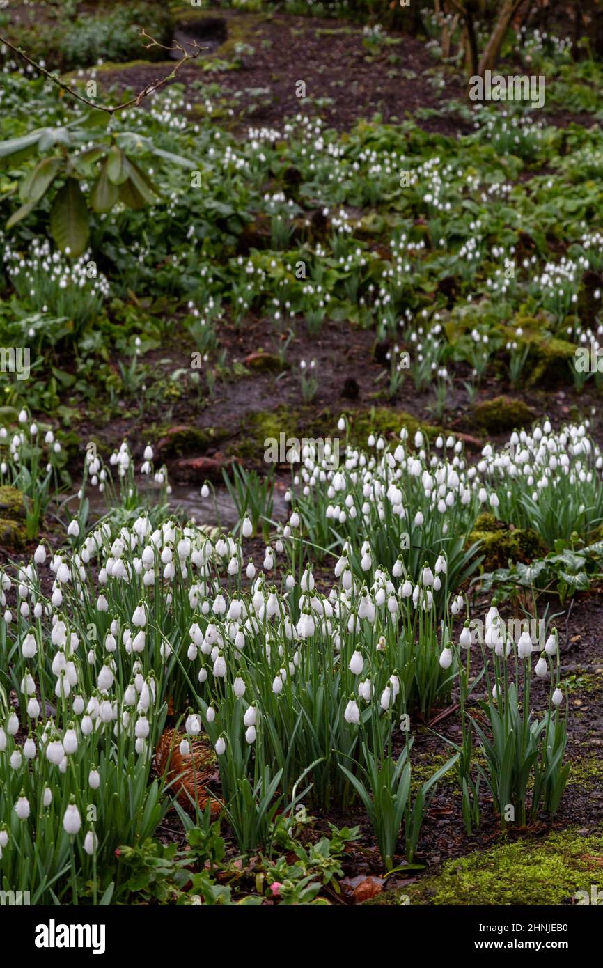 Snowdrop rock garden hi-res stock photography and images - Alamy