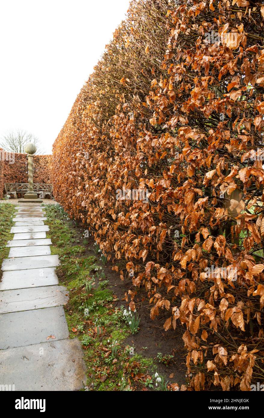 Beech hedge uk hi-res stock photography and images - Alamy