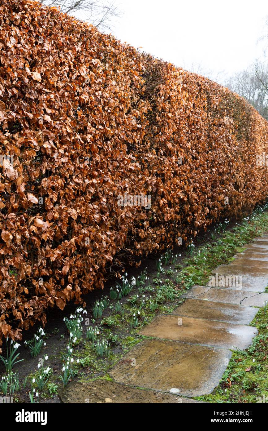 Beech hedge uk hi-res stock photography and images - Alamy