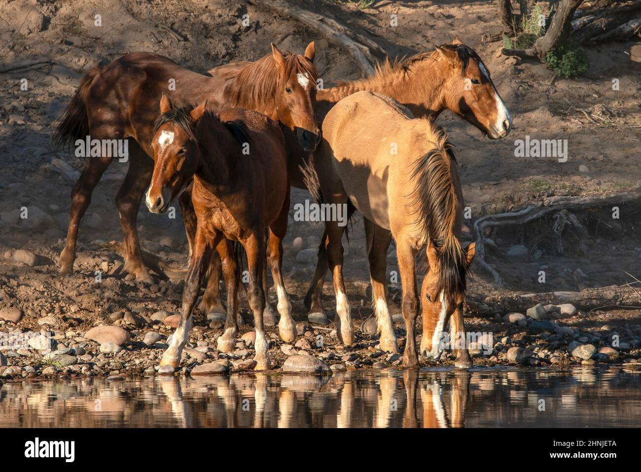 Tonto national forest salt river wildlife hi-res stock photography and ...