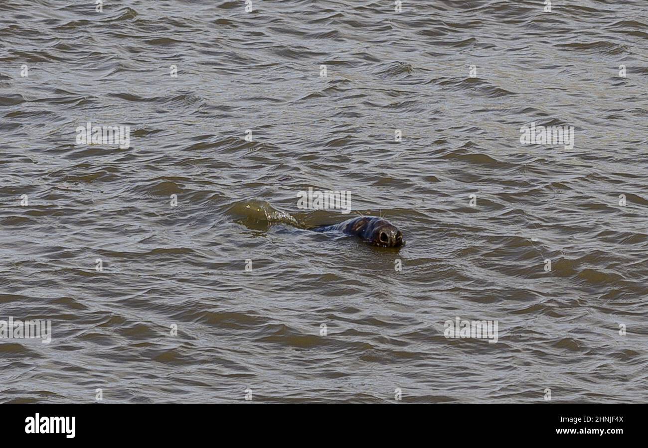 River Thames, London, UK. 17 February 2022. A Seal (or Walrus) is seen ...