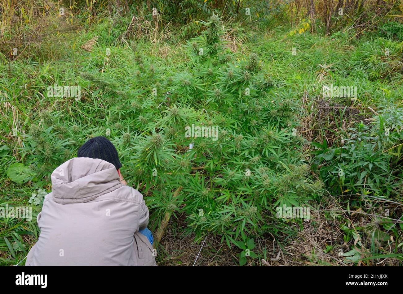 Man grower cultivating cannabis bush growing in the field, buds ...