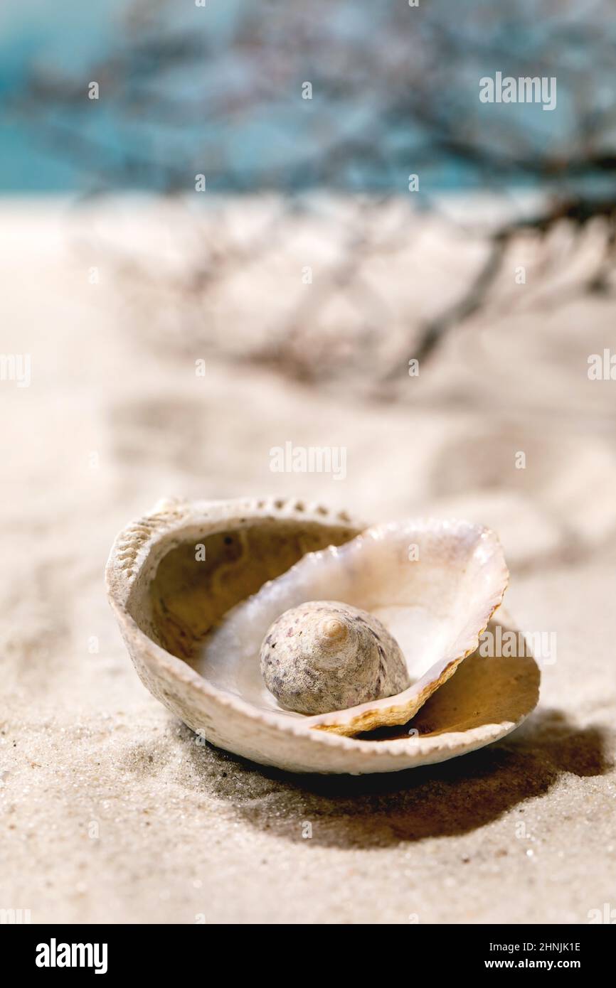 Stack of seashells on summer sand sea beach with waves and coral branch ...