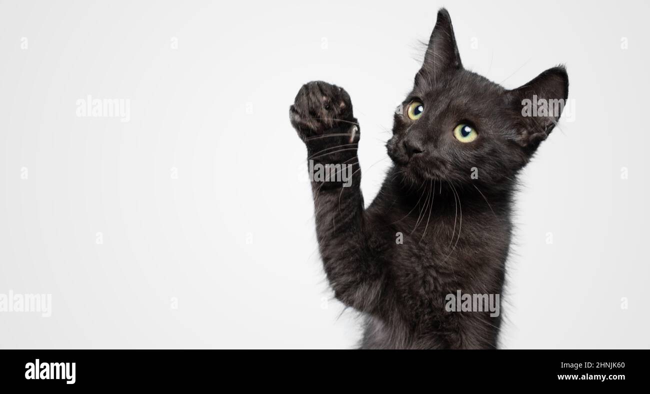 Cute black cat kitten paw raised on white background Stock Photo - Alamy