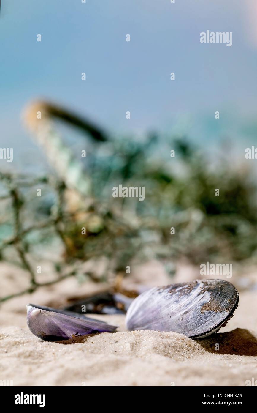 Old fishing nets and mussel shells on summer sand sea beach with waves ...