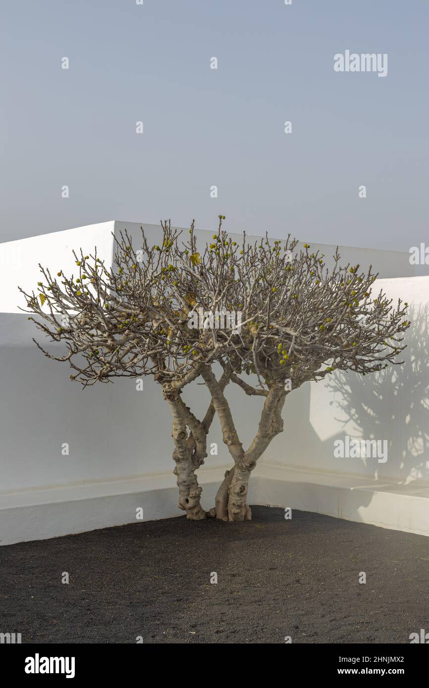 Fig tree garden hi-res stock photography and images - Alamy