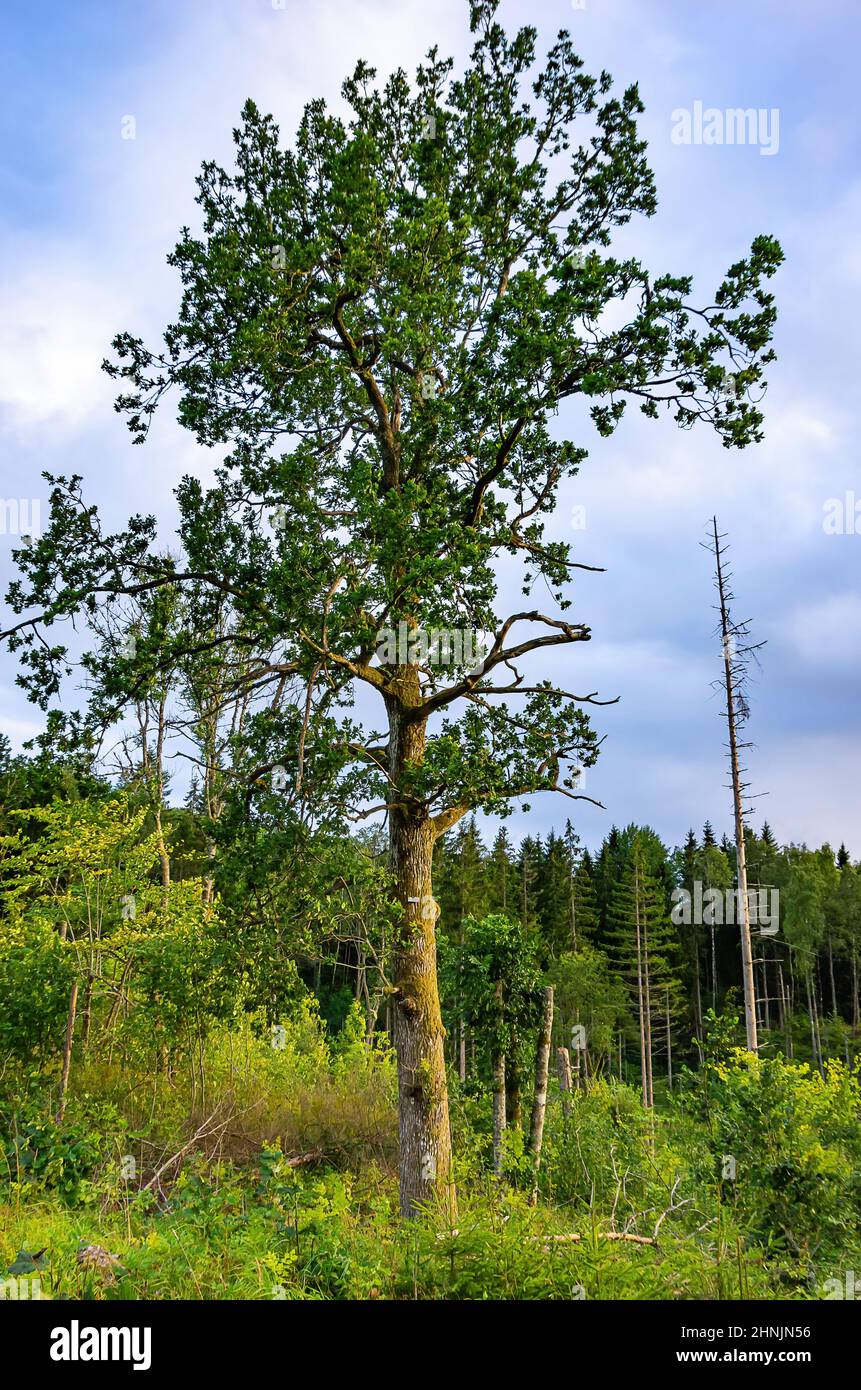 Vegetation clearing hi-res stock photography and images - Alamy