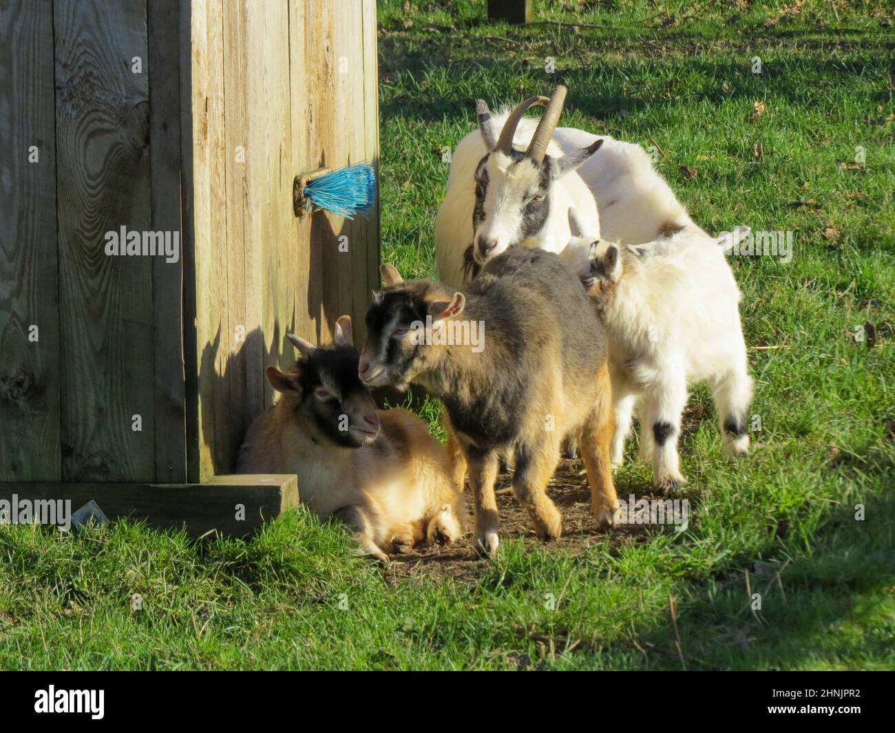 Domestic goat with kid hi-res stock photography and images - Alamy