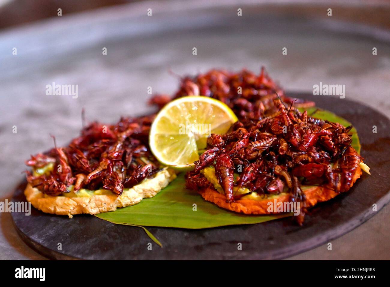 Mexican food tasted Chapulines or grasshoppers a regional speciality in ...