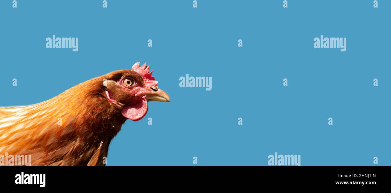 head red chicken with an evil look on a blue background Stock Photo - Alamy