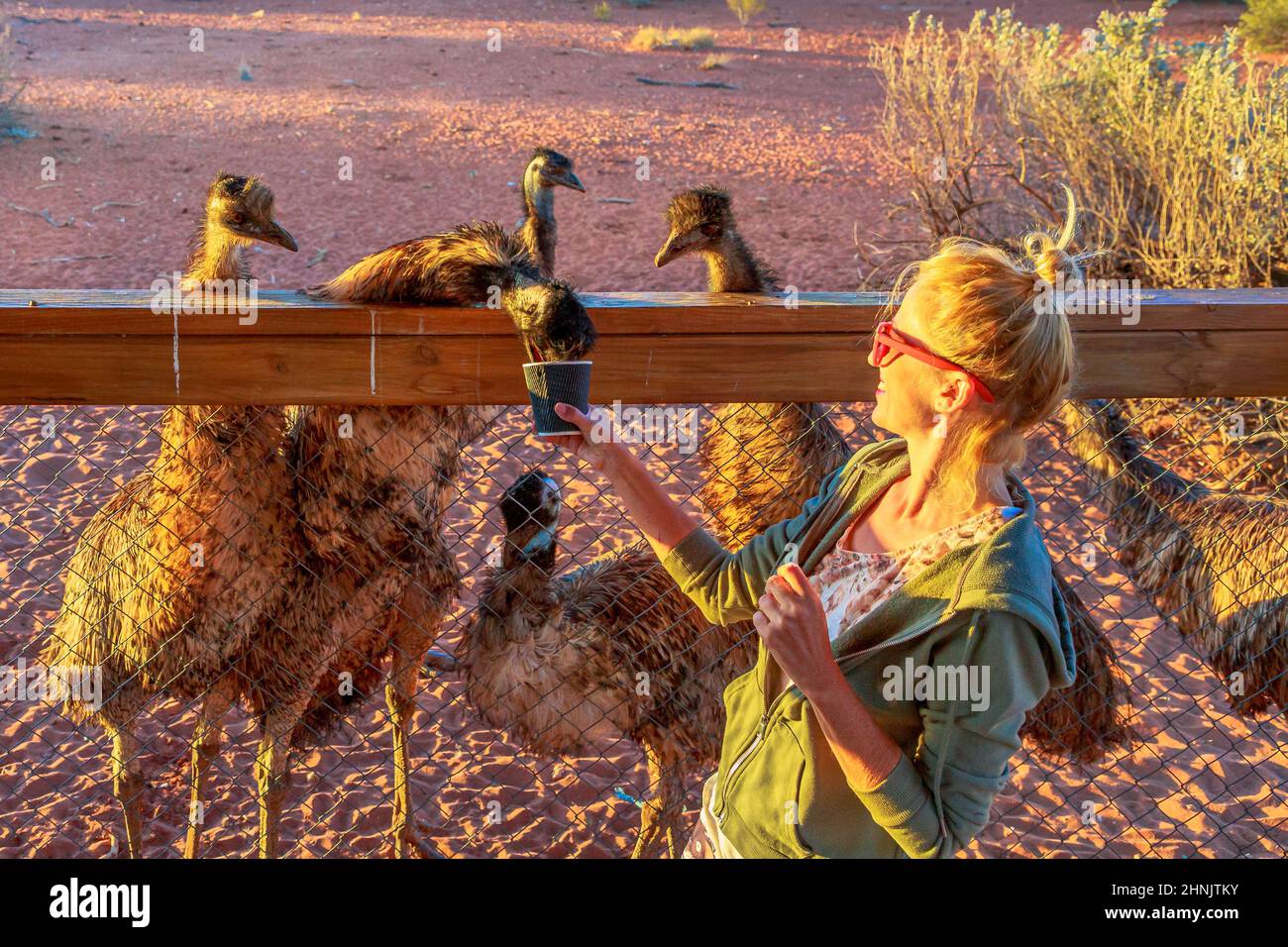 Wild emu in australian outback hi-res stock photography and images - Alamy