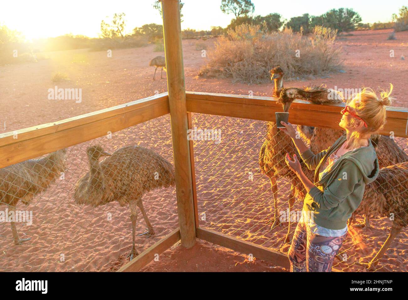 Woman with Emus at Sunset. Dromaius novaehollandiae species. Emu by ...