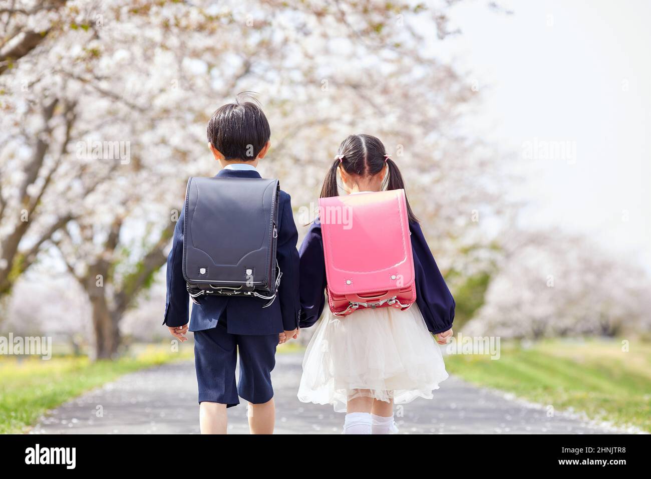Japanese Elementary School Students Walking Under The Cherry Blossoms Stock Photo - Alamy