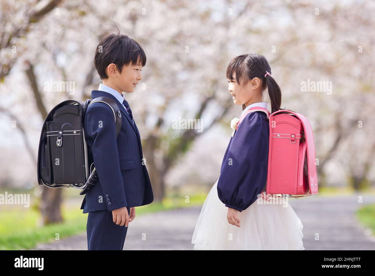 Japanese Elementary School Students Facing Each Other Under The Cherry ...