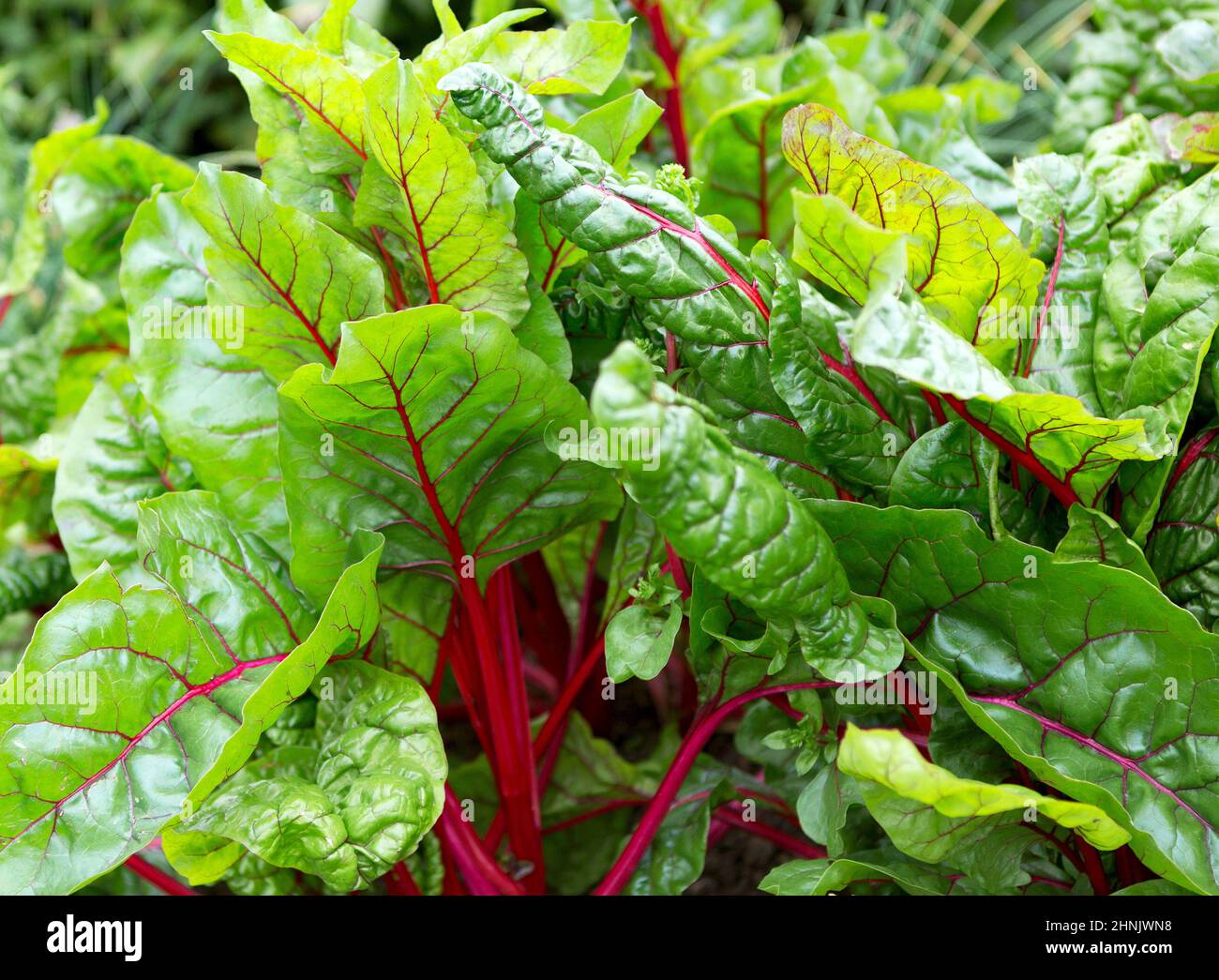 Chard seedling hi-res stock photography and images - Alamy