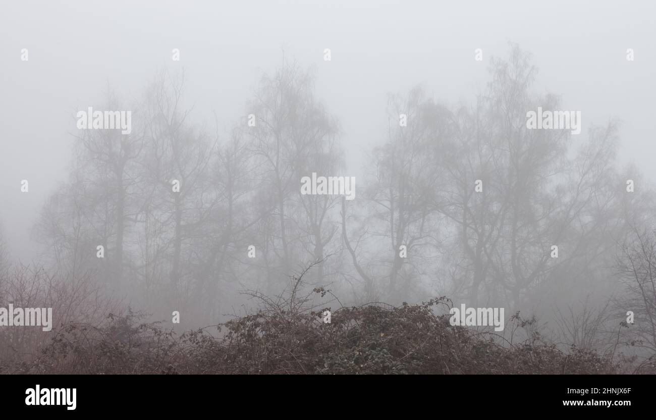 Canadian rain forest with green trees. Early morning fog in winter ...