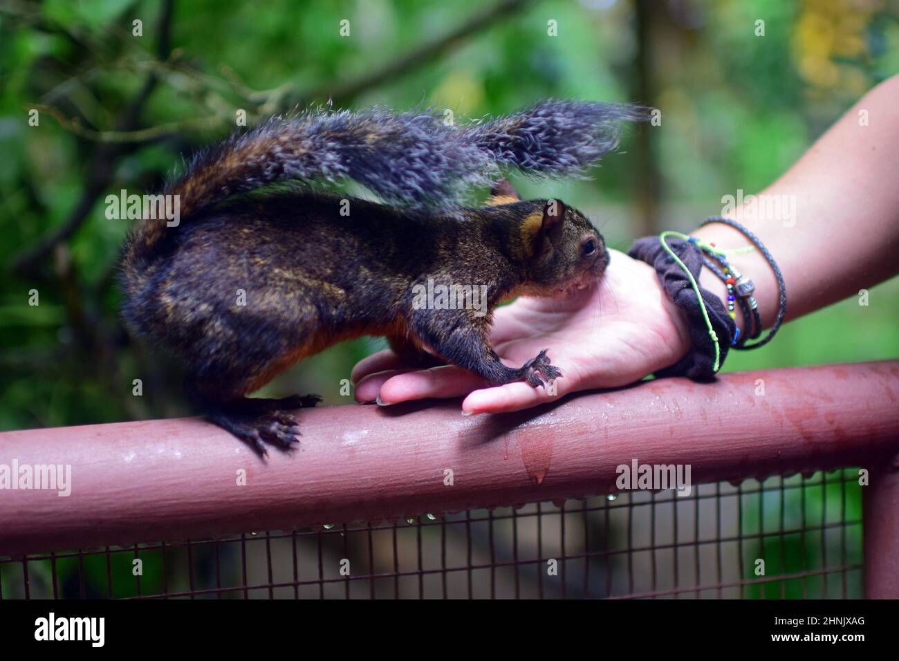 Squirrel climbs on female hand at sloth and animal sanctuary in Costa ...