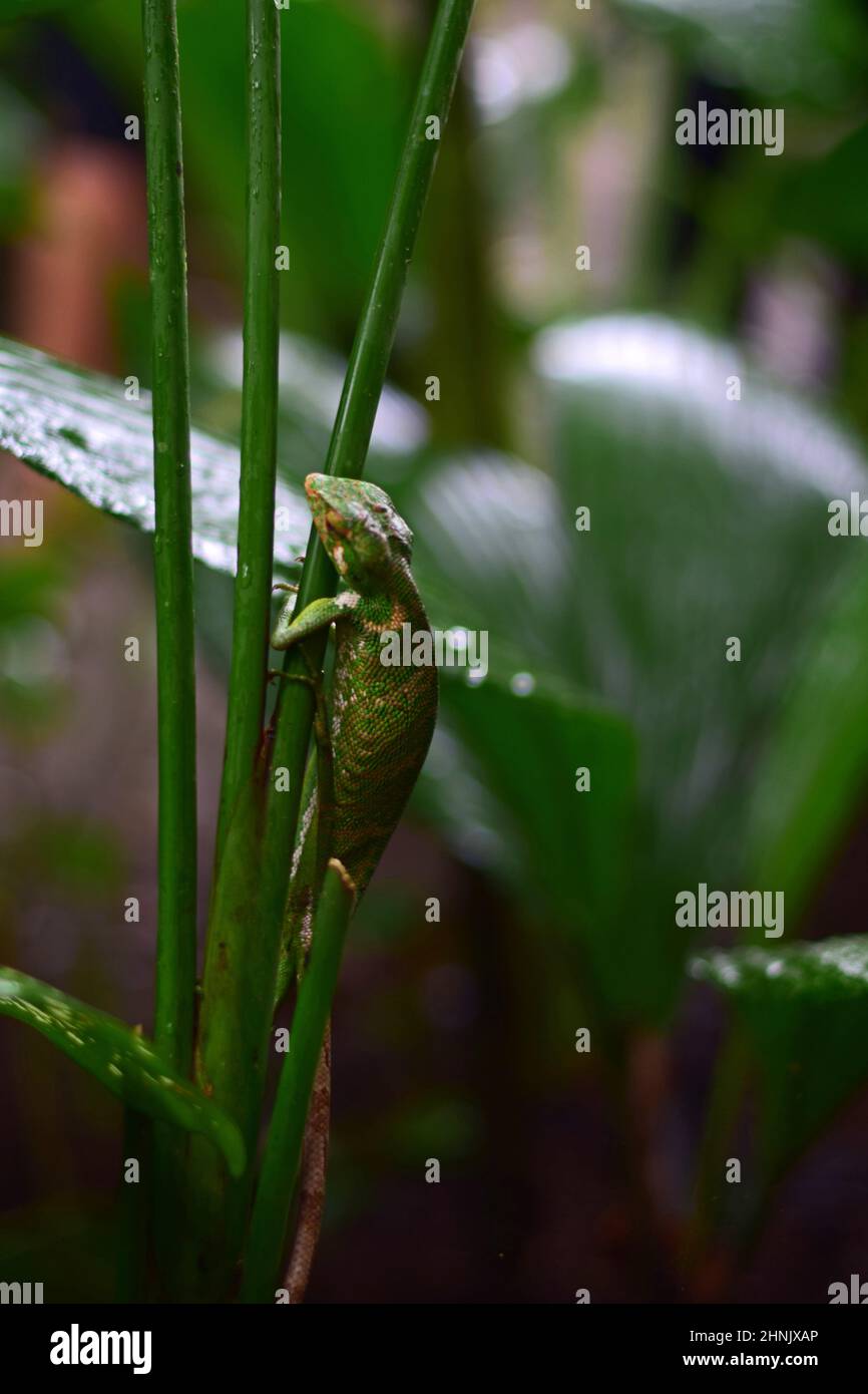 Lizard climbing a plant leaf in Costa Rica Stock Photo - Alamy