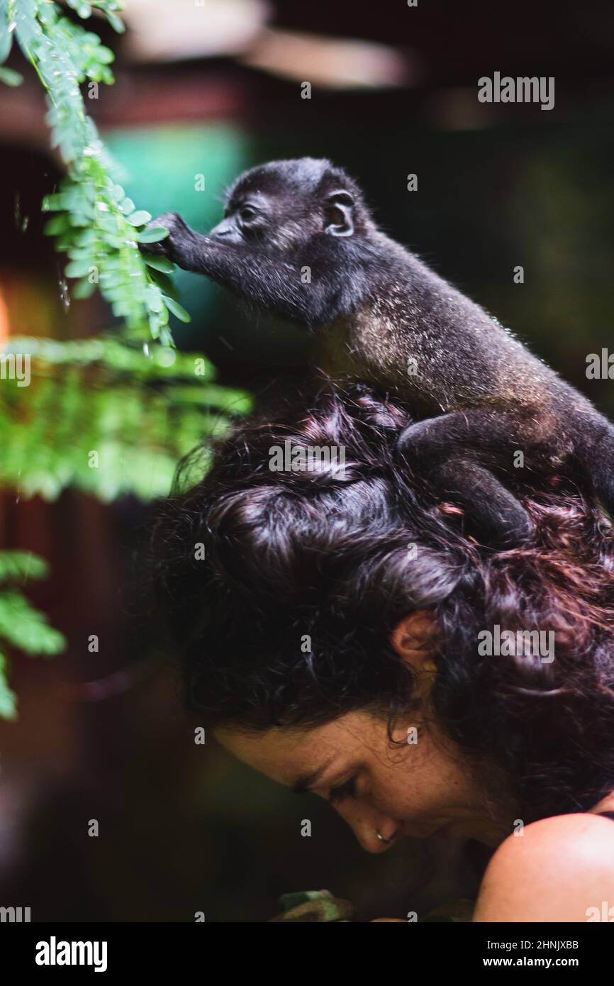 Baby howler monkey plays on caretaker´s head at sanctuary, Costa Rica ...