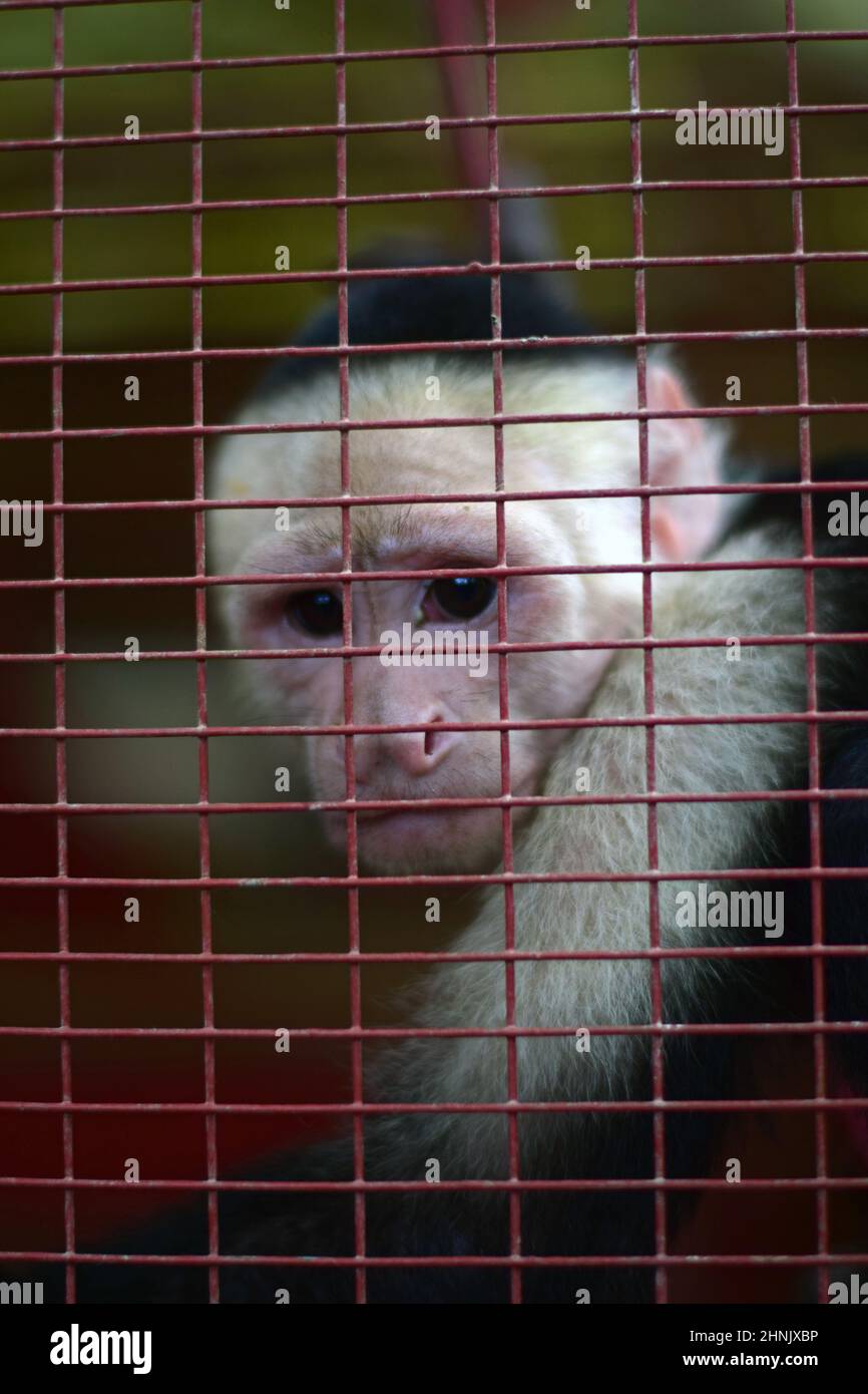 Capuchin monkey behind bars hi-res stock photography and images - Alamy