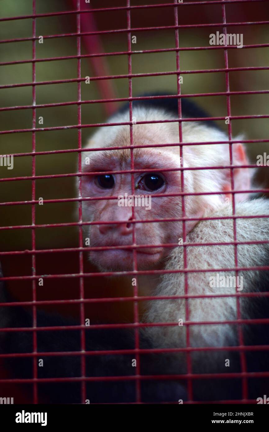 Capuchin monkey behind bars hi-res stock photography and images - Alamy