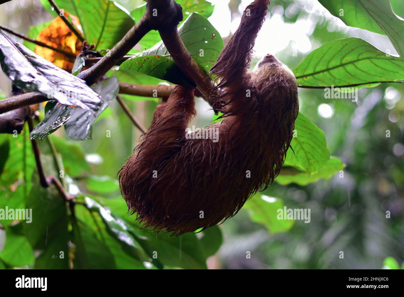 Portrait of sloth in tree, Costa Rica Stock Photo - Alamy