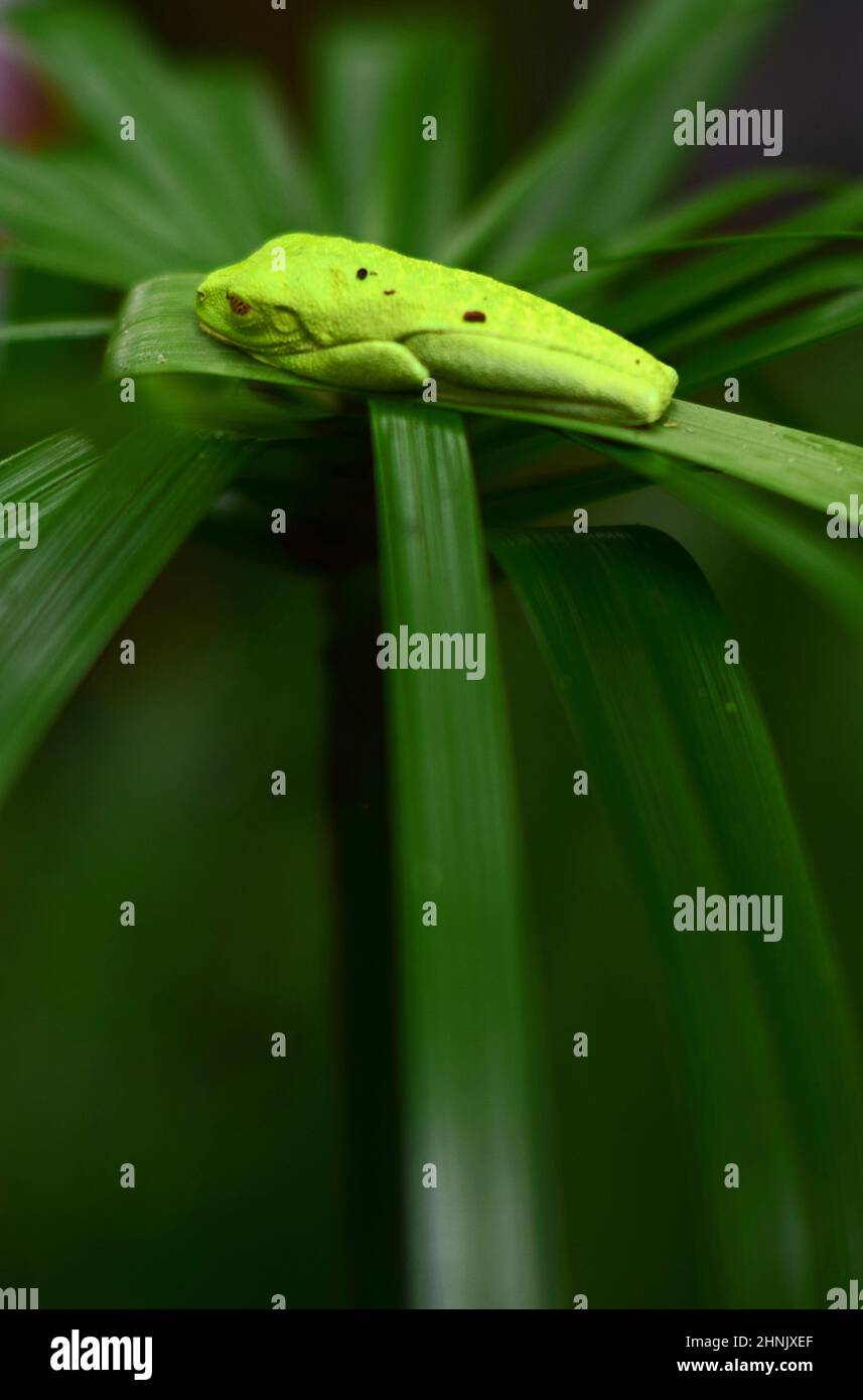Red-eyed Tree Frog resting on leaf, Costa Rica Stock Photo - Alamy