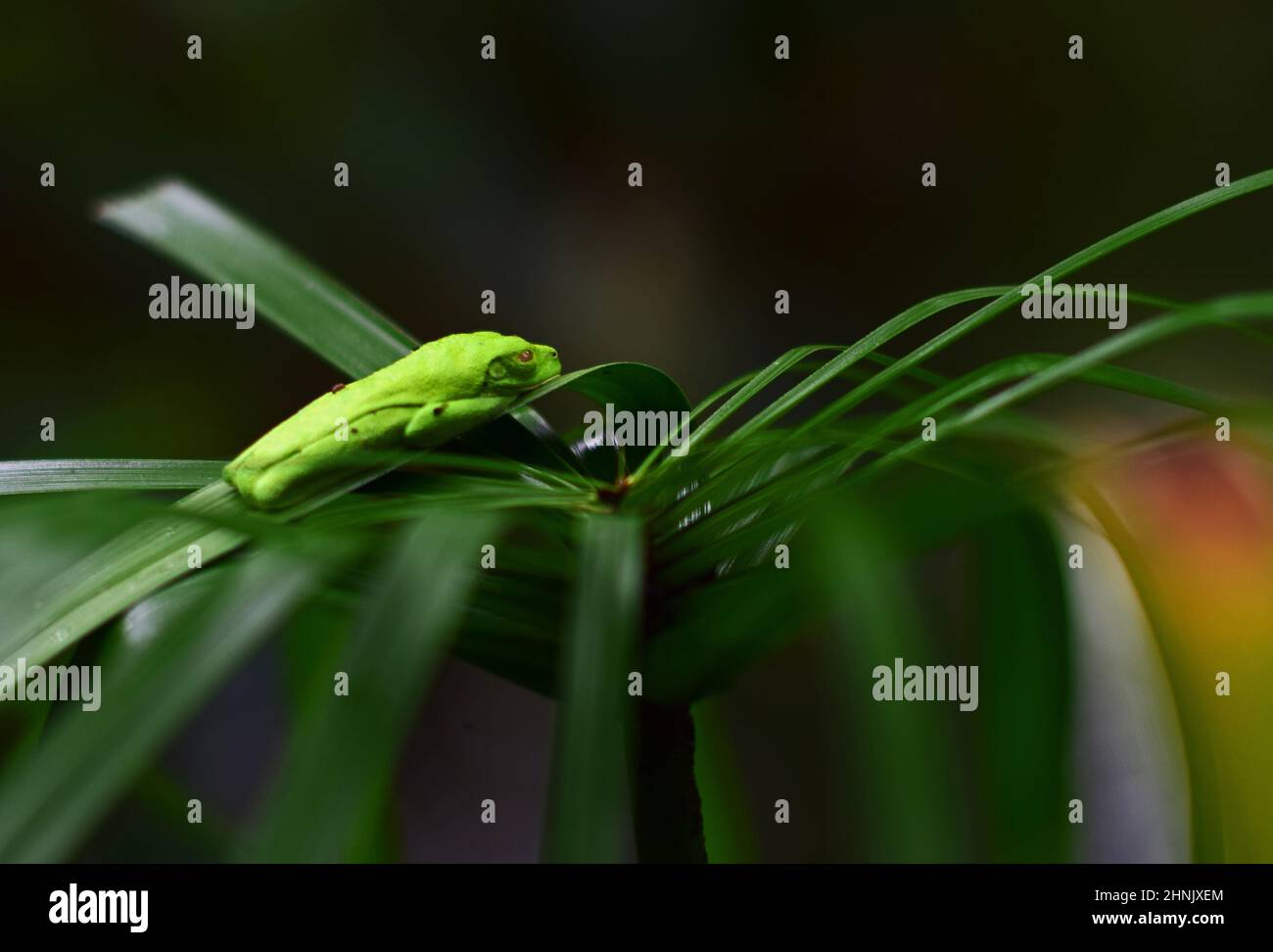 Red-eyed Tree Frog resting on leaf, Costa Rica Stock Photo - Alamy