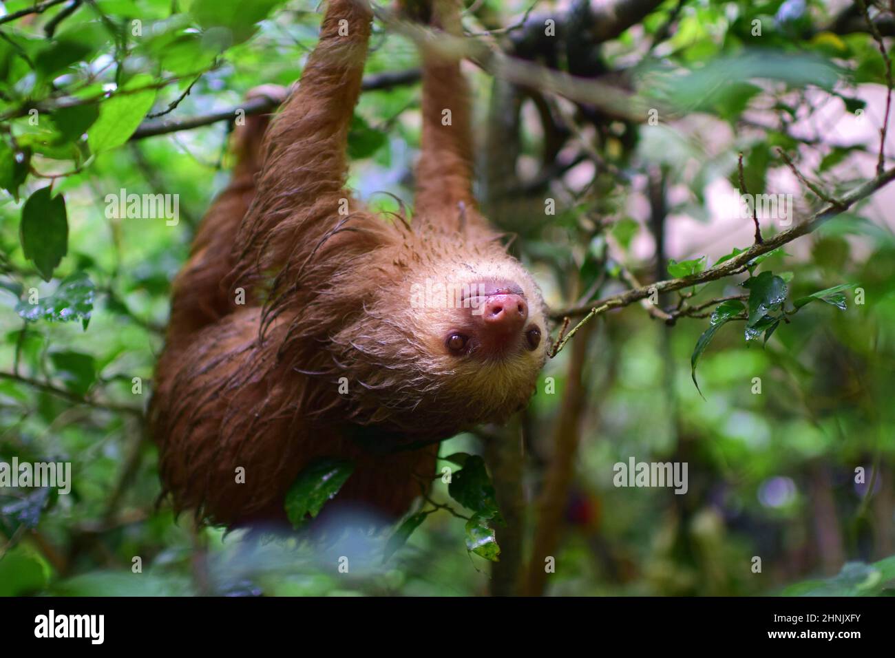 Portrait of sloth in tree, Costa Rica Stock Photo - Alamy