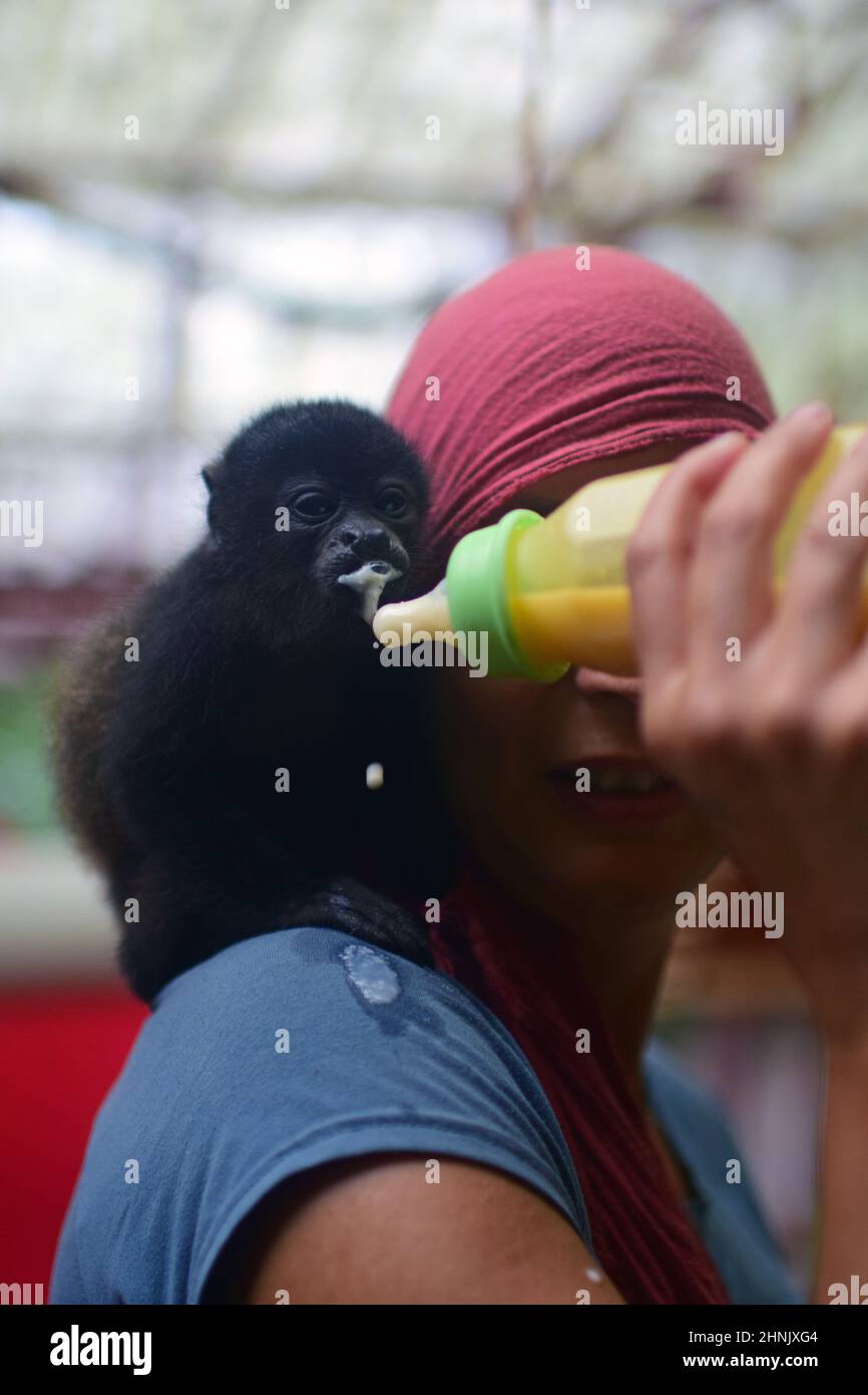 Happy caretaker feeding an orphan baby howler monkey in a sanctuary ...